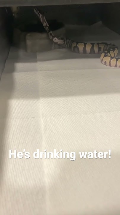 SCALELESS BALL PYTHON drinking water! - YouTube