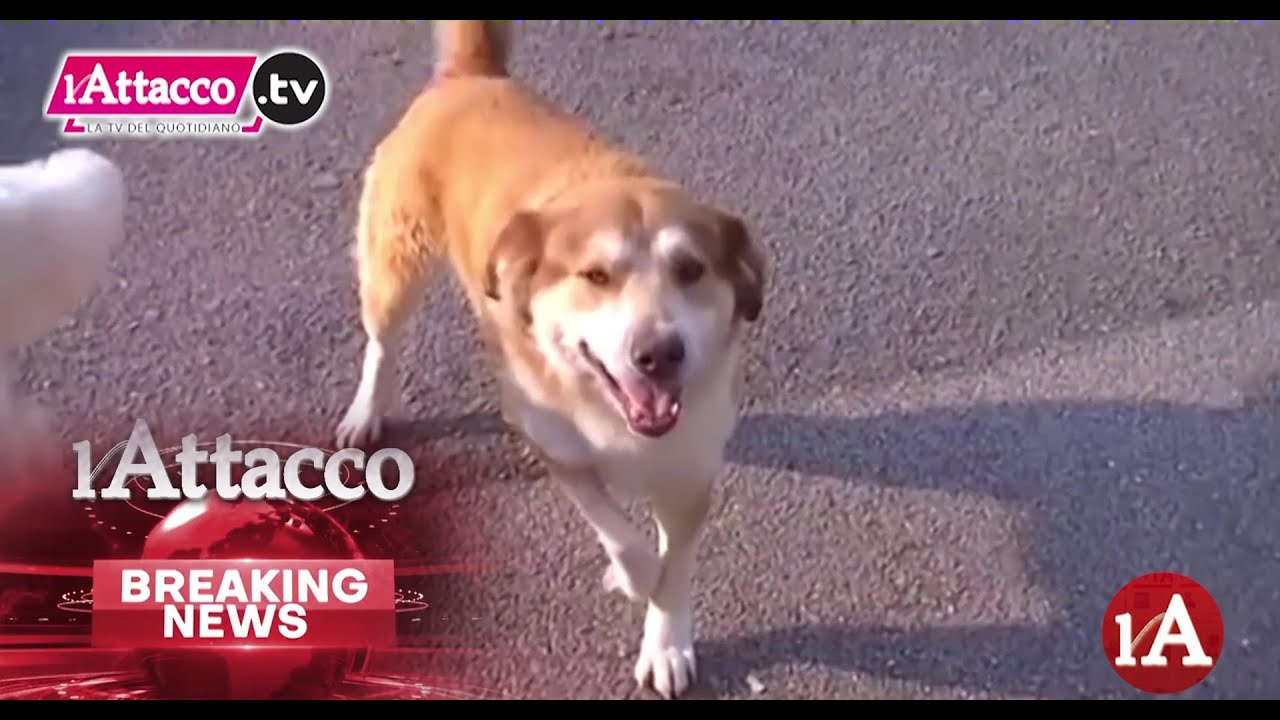 L'Attacco TG | 11 Luglio 2023 - ore 20:00 - YouTube