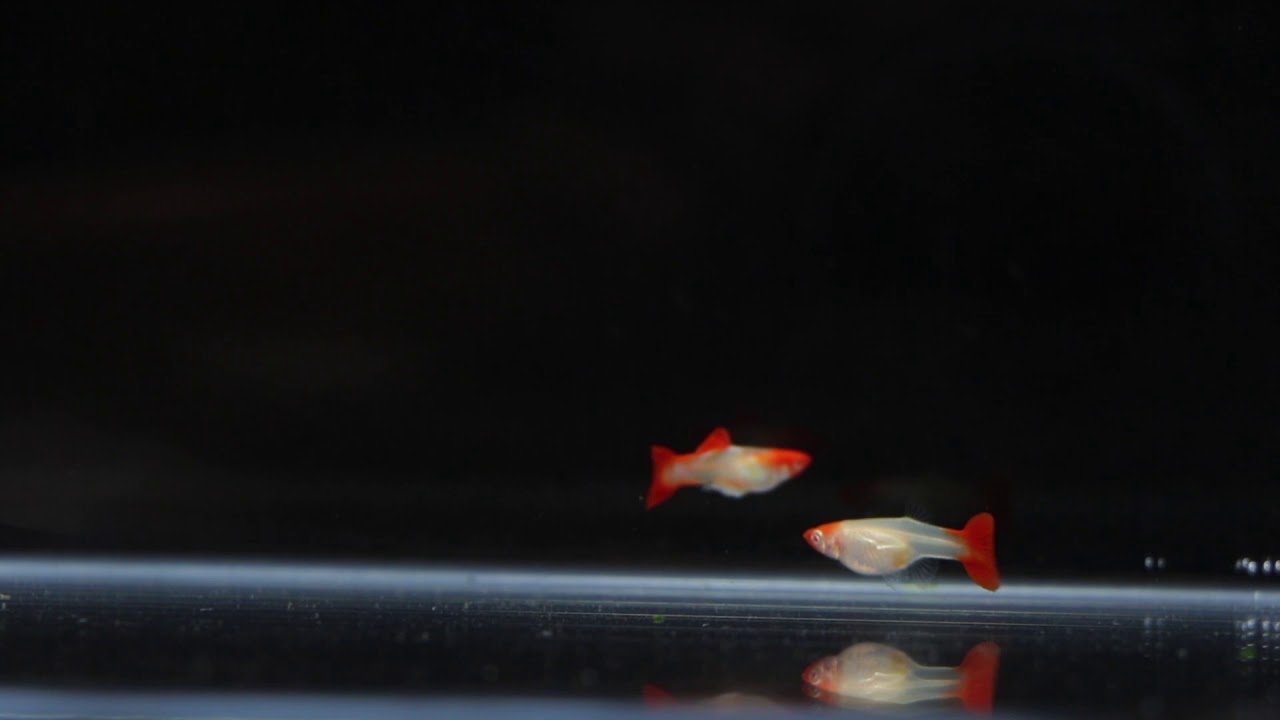 Albino Koi Red Cap - YouTube
