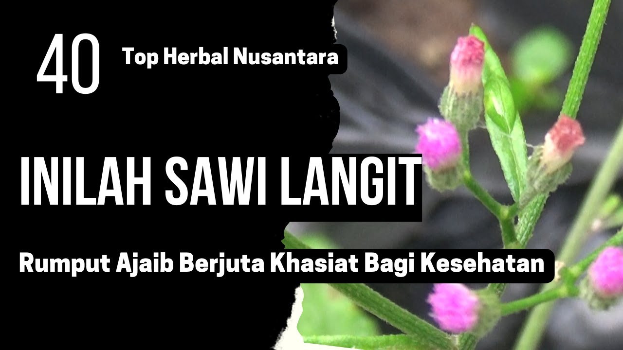 Inilah manfaat tumbuhan sawi langit buat kesehatan, #topherbalnusantara ...