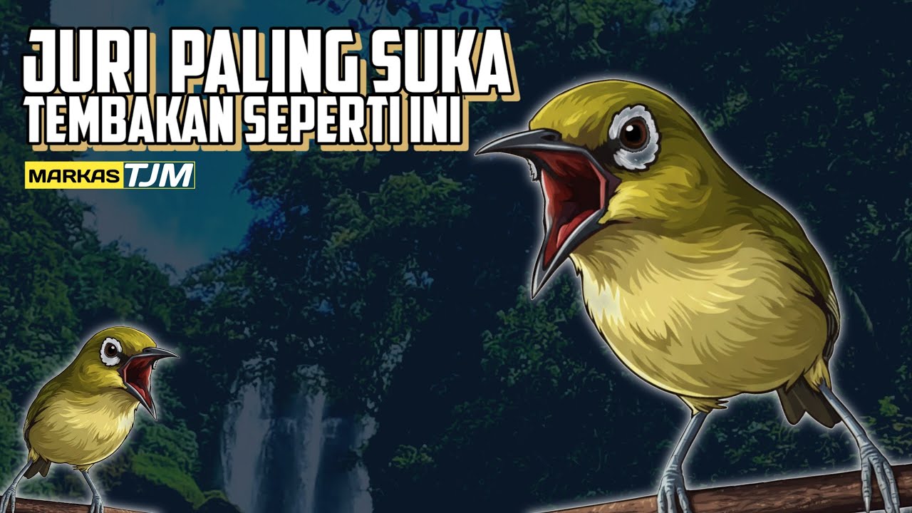 🔴 LIVE Masteran Pleci Tembakan Yang Disukai Juri - YouTube