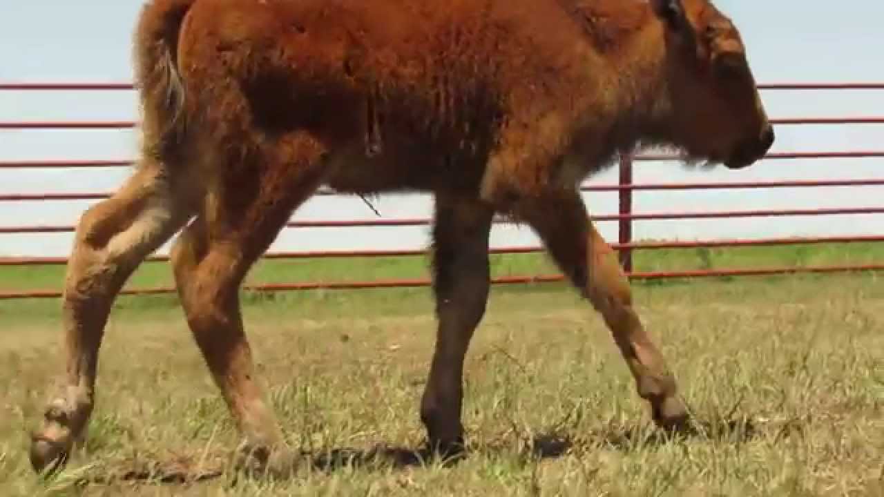 Cute Baby Bison Starteled by Camera at 2014 Spring Roundup at Tallgrass ...
