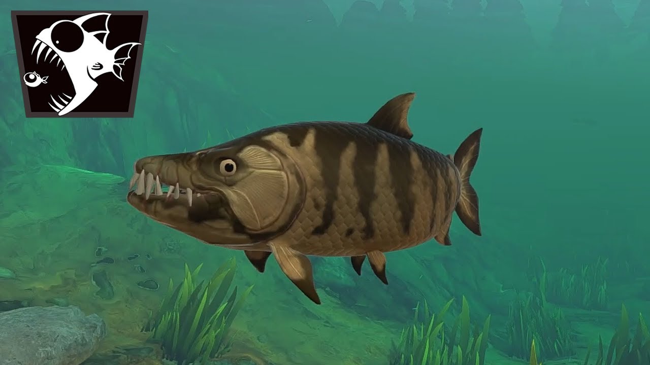 LE POISSON-TIGRE AFFRONTE L'ARAPAIMA (Feed And Grow #65) - YouTube
