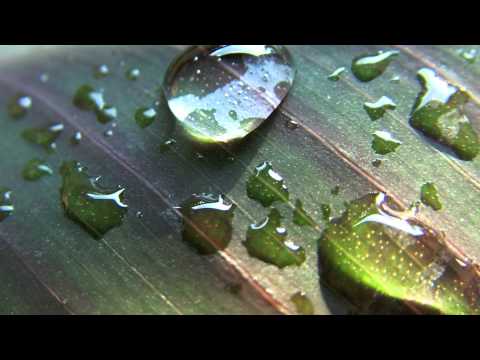 Tim - Tears in the Sun