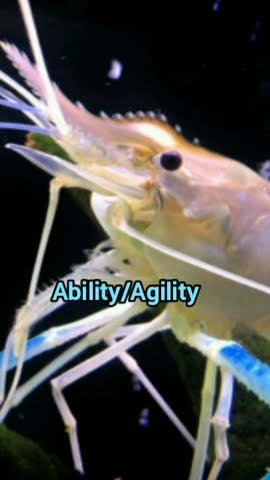 Giant red prawn vs giant river prawn #crustacean - YouTube