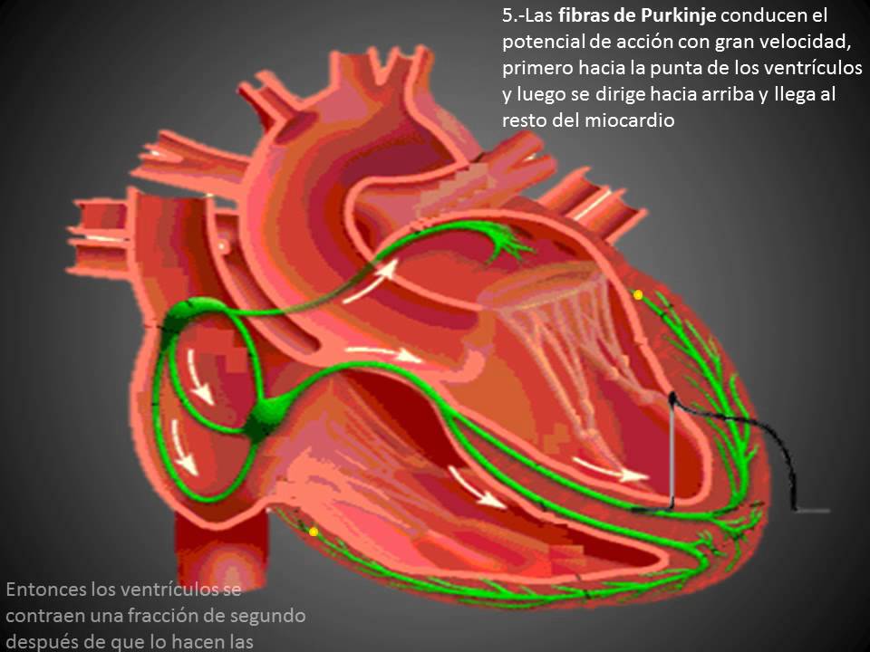 Ciclo cardiaco - YouTube