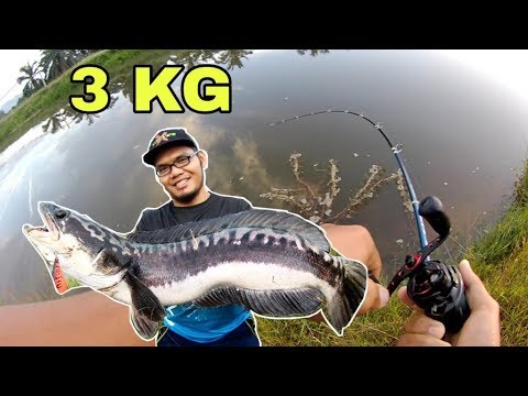 BAHENOL Mancing Mama Toman 3kg Ep-25