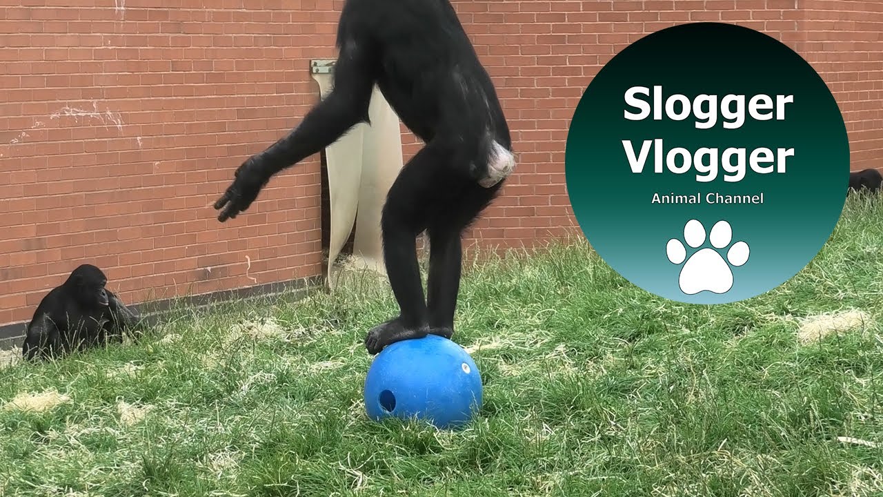 Bonobos Just Want To Have Fun - YouTube