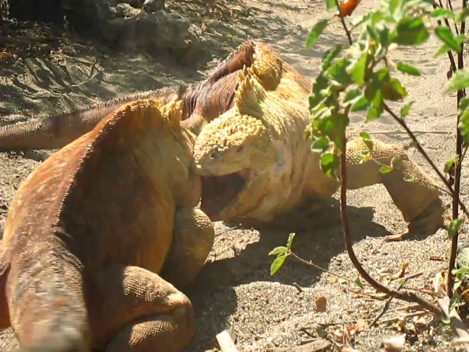 Galapagos Land Iguanas Fighting - YouTube