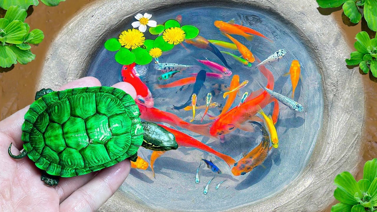 Catch Beautiful Ornamental Fish, Goldfish in Fields, Baby Turtle, Guppy ...