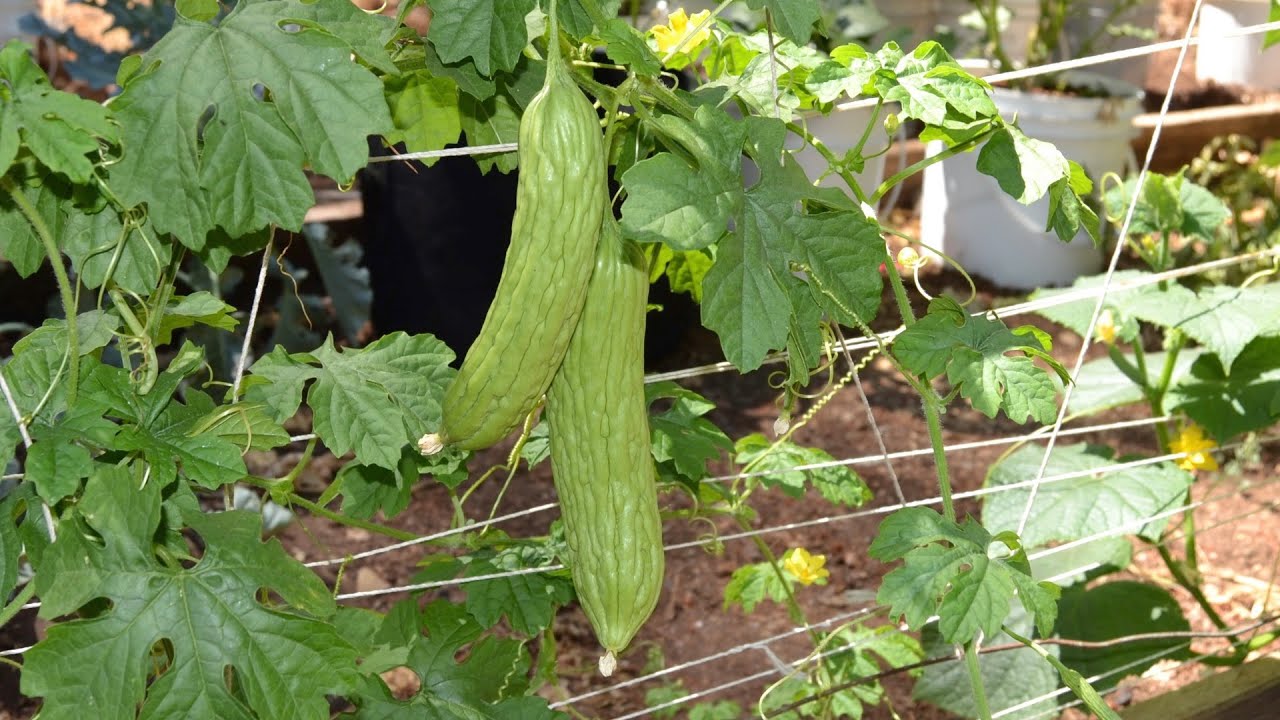 Planting bitter melon in container or grow bag / Magtanim ng ampalaya ...