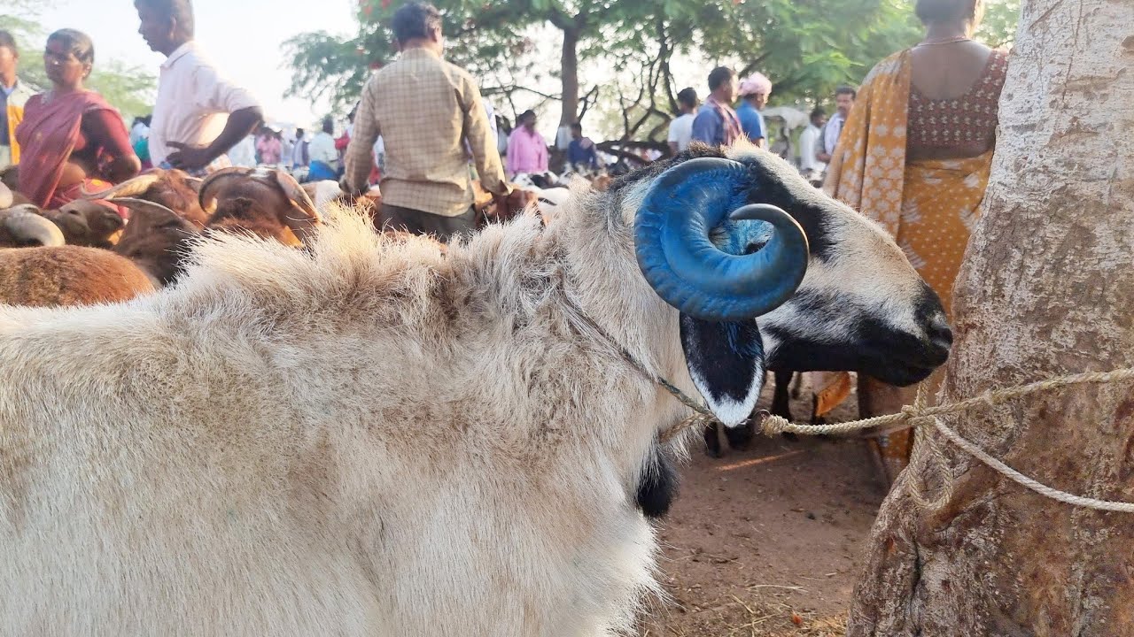 biggest sheep market in india-nellore judipi sheep videos-sheep market ...