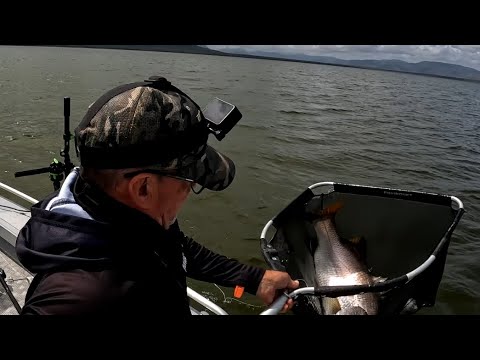 Barra fishing at Peter Faust Dam Lake Proserpine Head Footage #shorts # ...