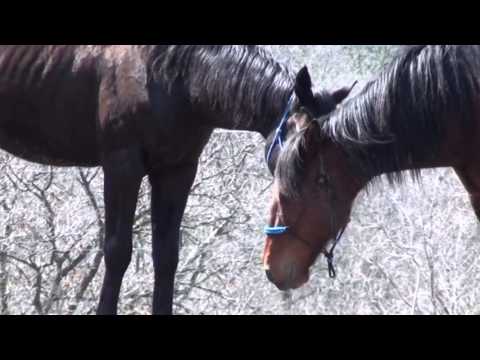 Mating Horses Breeding ~ HORSE MATING | Most Funny Pony Mating