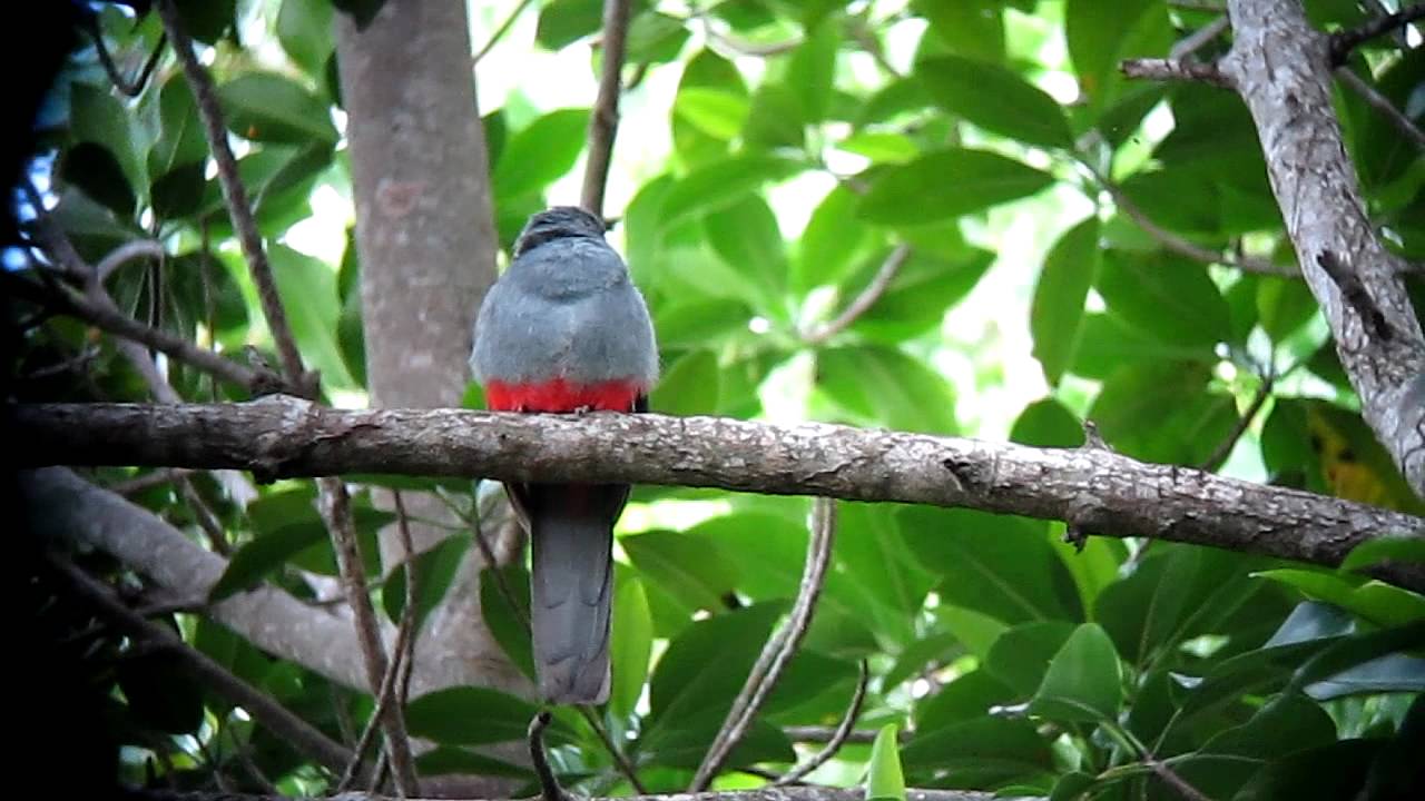 Black-tailed Trogon - Trogon melanurus - Bocas del Atrato, Choco - YouTube
