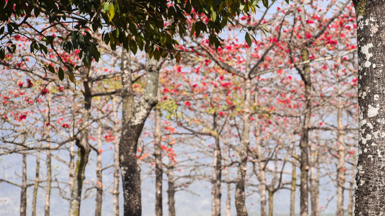 Sunamganj Tour - Shimul Bagan - Niladri - YouTube