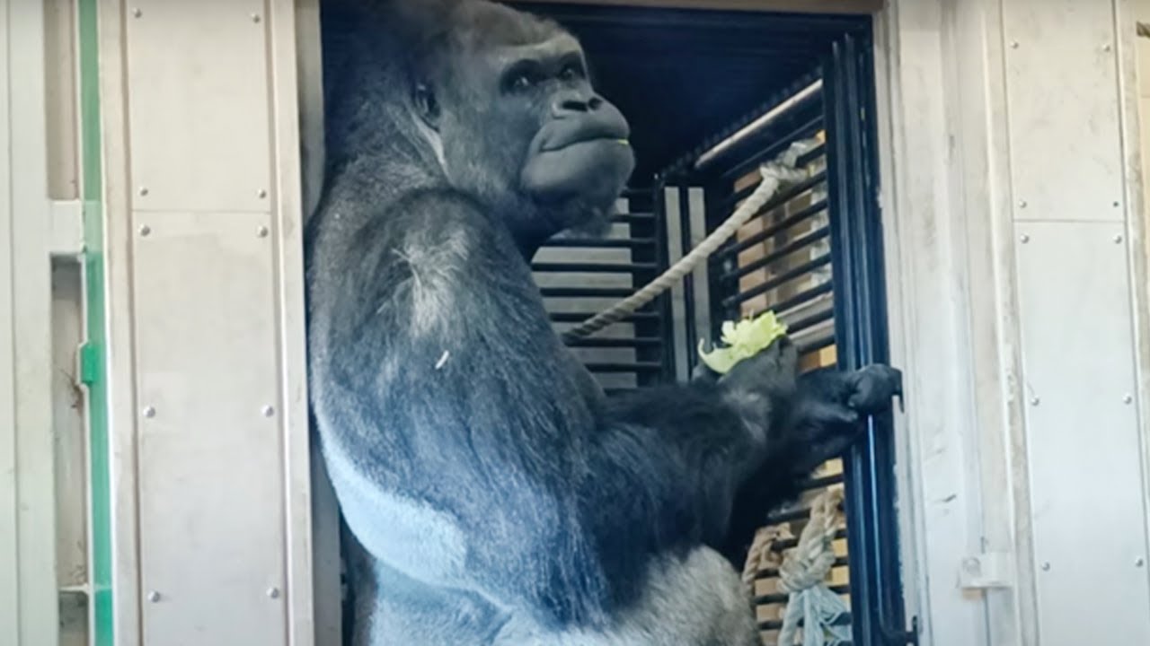 日本金剛猩猩Shabani家族介紹Introduction Of Gorilla Shabani Troop, Japan#金剛猩猩 ...