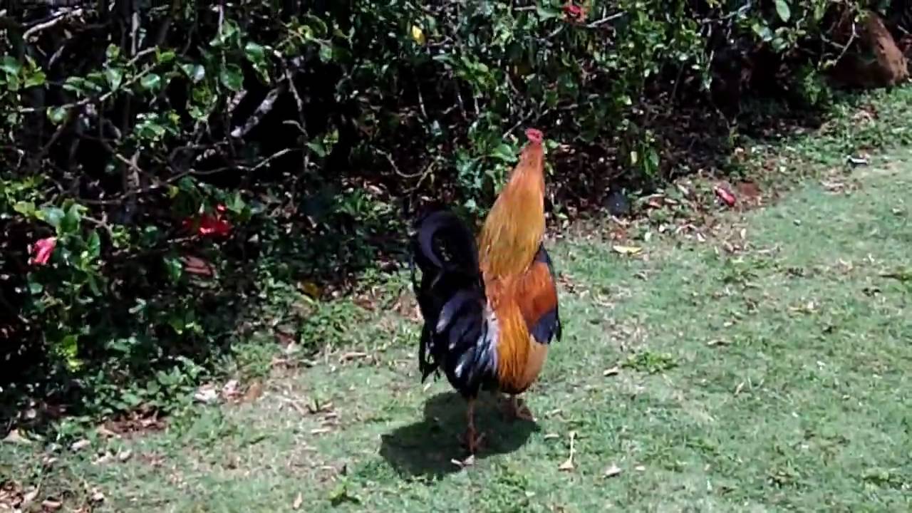 The Chicken Movie_4-17-10.wmv - YouTube