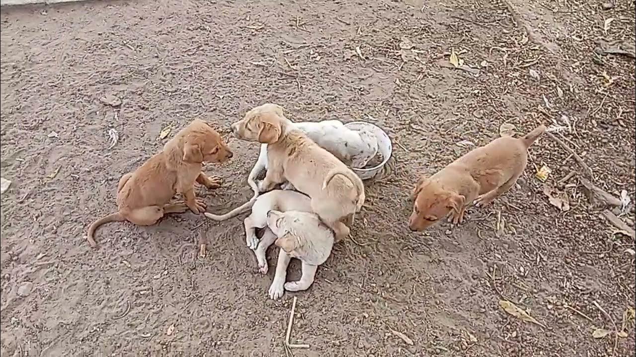 If You Love Cute and Funny Puppies, Then You Must Watch This Amazing ...