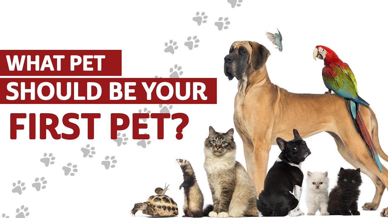 What Pet Should Be Your First Pet? - YouTube