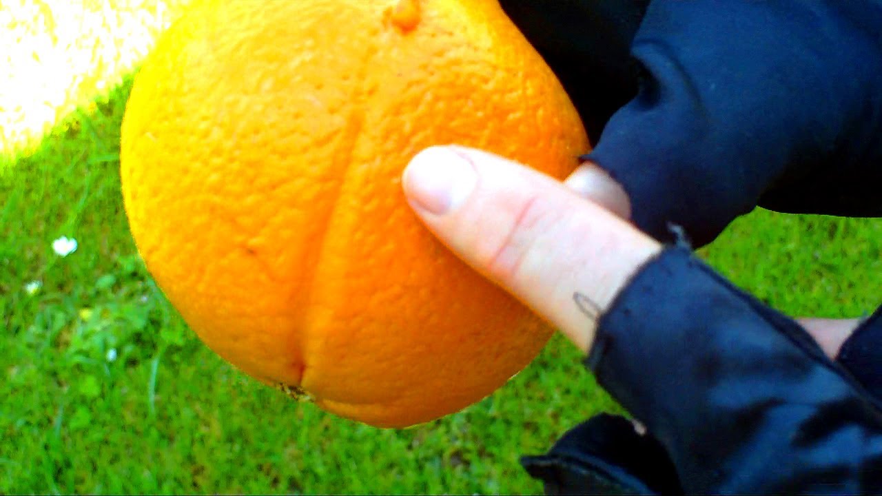 ORANGE BUTT MUTATION - YouTube