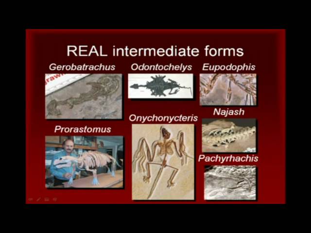 Fossil Record Evolution