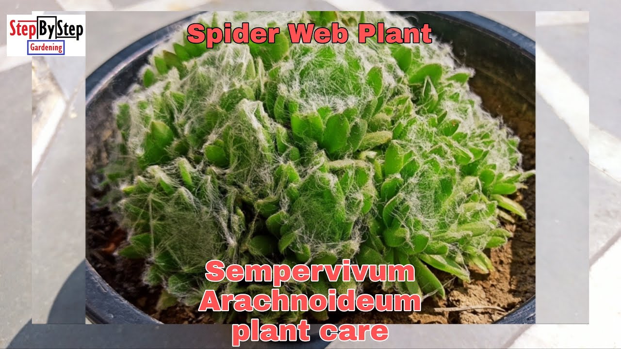 Sempervivum Arachnoideum plant care//Spider web plant//Cobweb plant ...