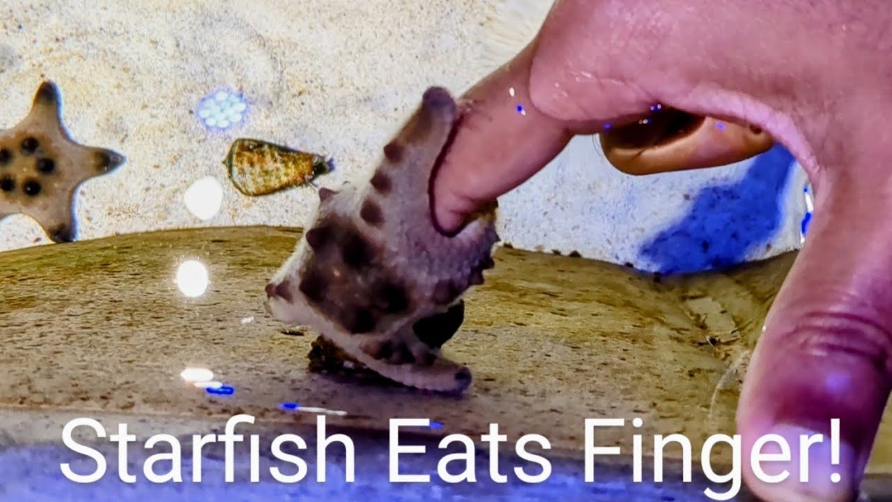 Feeding My Finger to Carnivorous Starfish | Close Look at Starfish ...