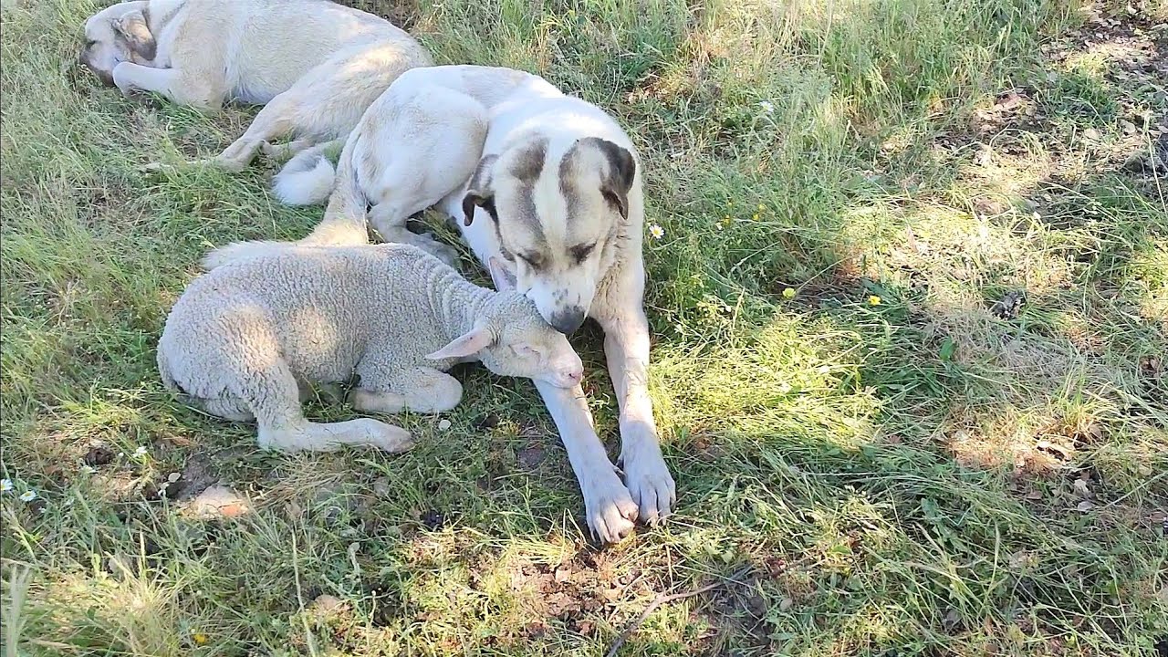 Que listina la cordera, mirar cómo sabe quién la protege - YouTube