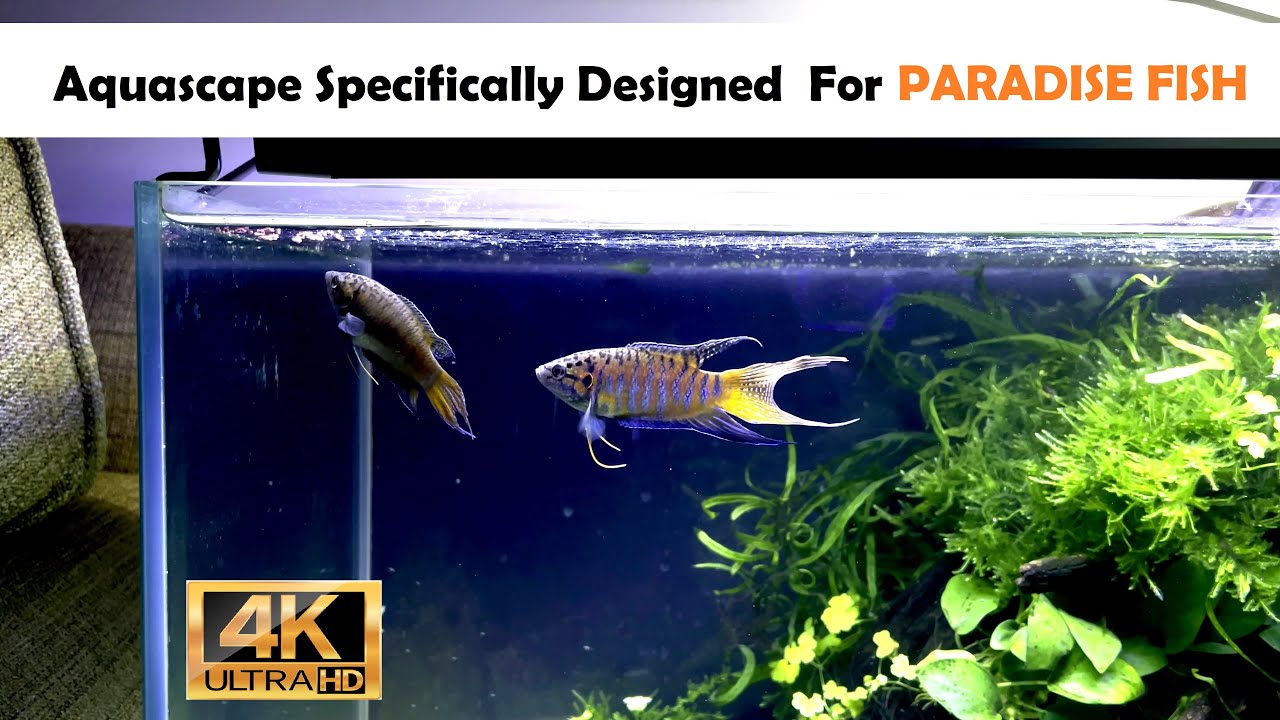 Aquascape specifically designed for paradise fish tank (Macropodus ...