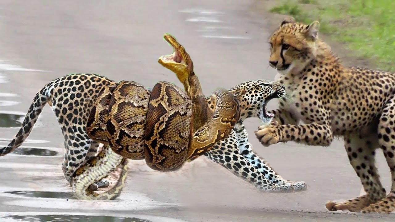 The Battle For Life And Death 🐍 Wild Discovery Animals 2024 #28 - YouTube