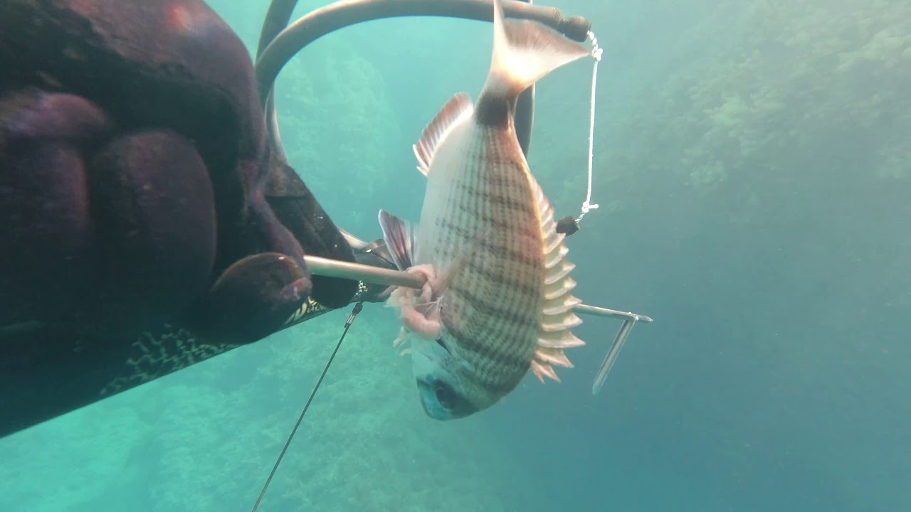 SHALLOW SPEARFISHING CYPRUS 13.05.20 - YouTube