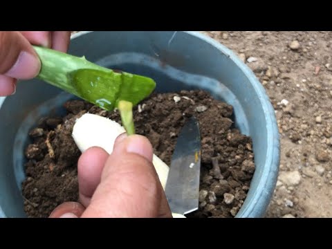 grafted bamboo+banana easy tutorial |simpleng buhay - YouTube