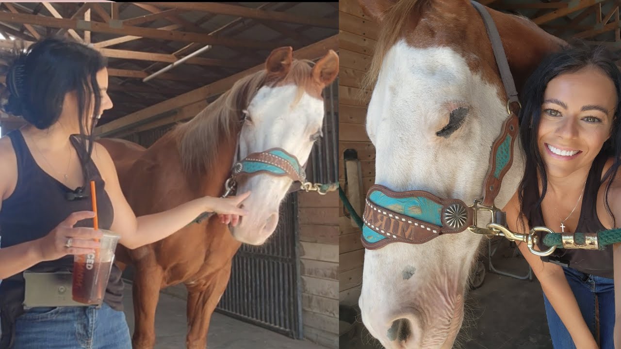 Deaf Horse Gets Massage. C.E.S.M.T - YouTube