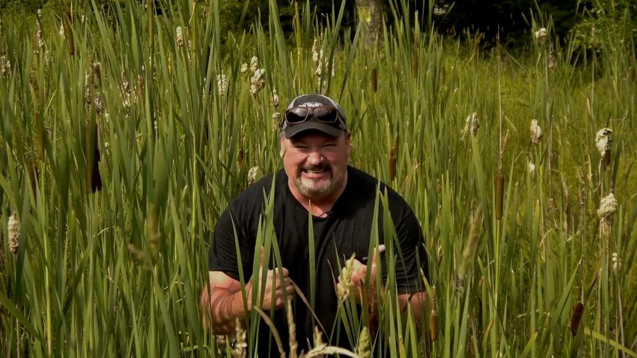 Game On! How To Forage and Prepare Cattails - YouTube