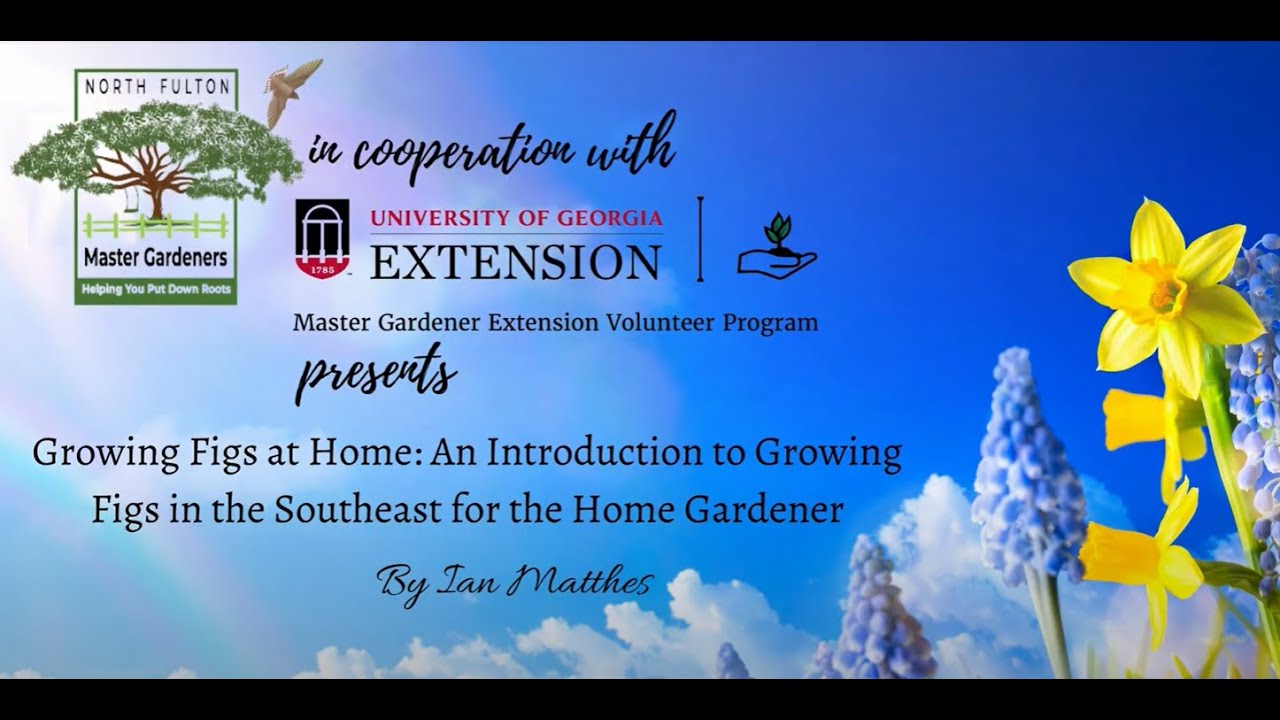 "Growing Figs at Home : An Introduction to Growing Figs in the ...