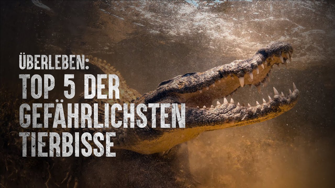 Top 5 der gefährlichsten Tierbisse - YouTube