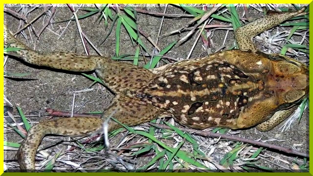 Cane Toads in Australia PT 2 OF 2 - YouTube