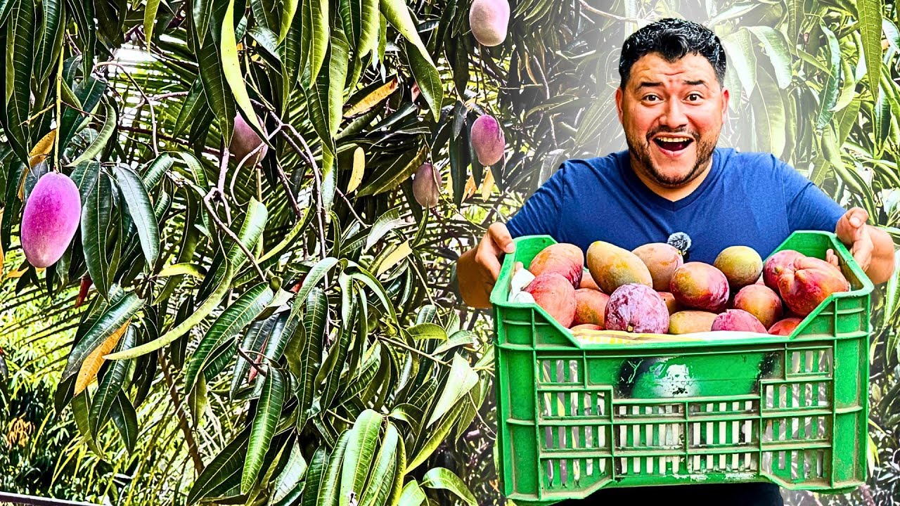 LOS MANGOS MAS BUSCADOS en EL SALVADOR | Mango Panades - YouTube