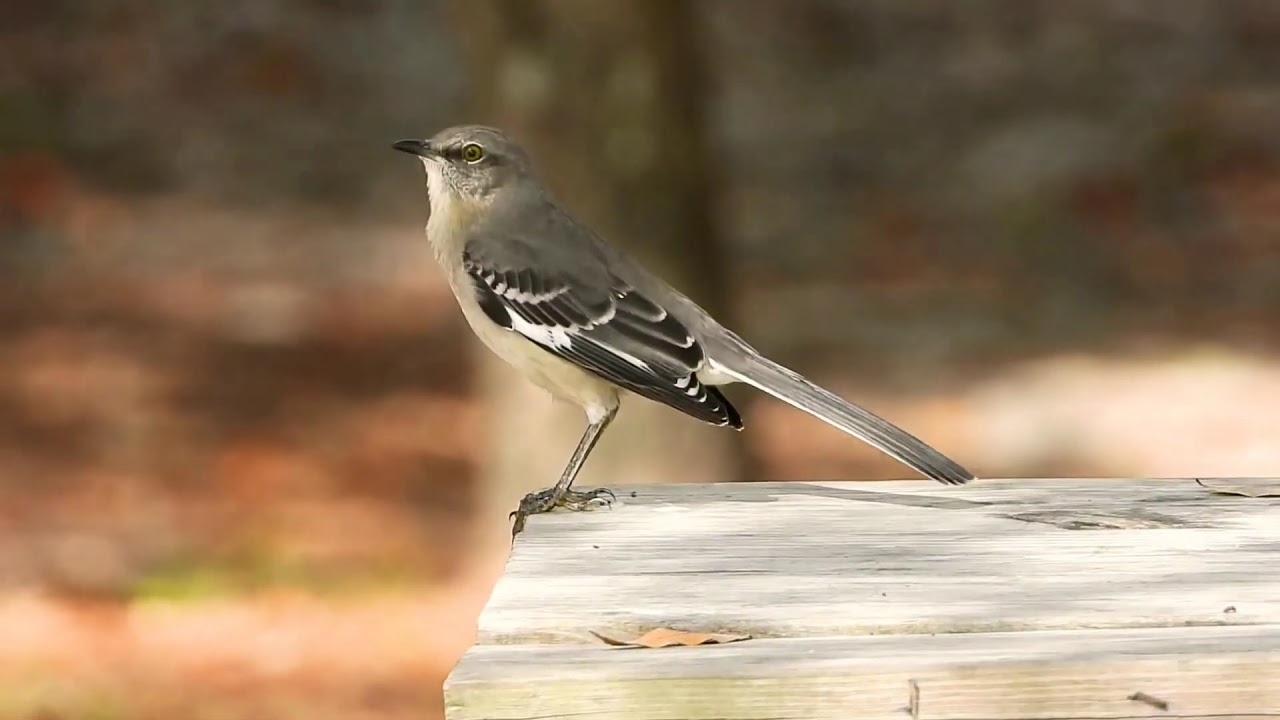 Northern Mockingbird Song - YouTube