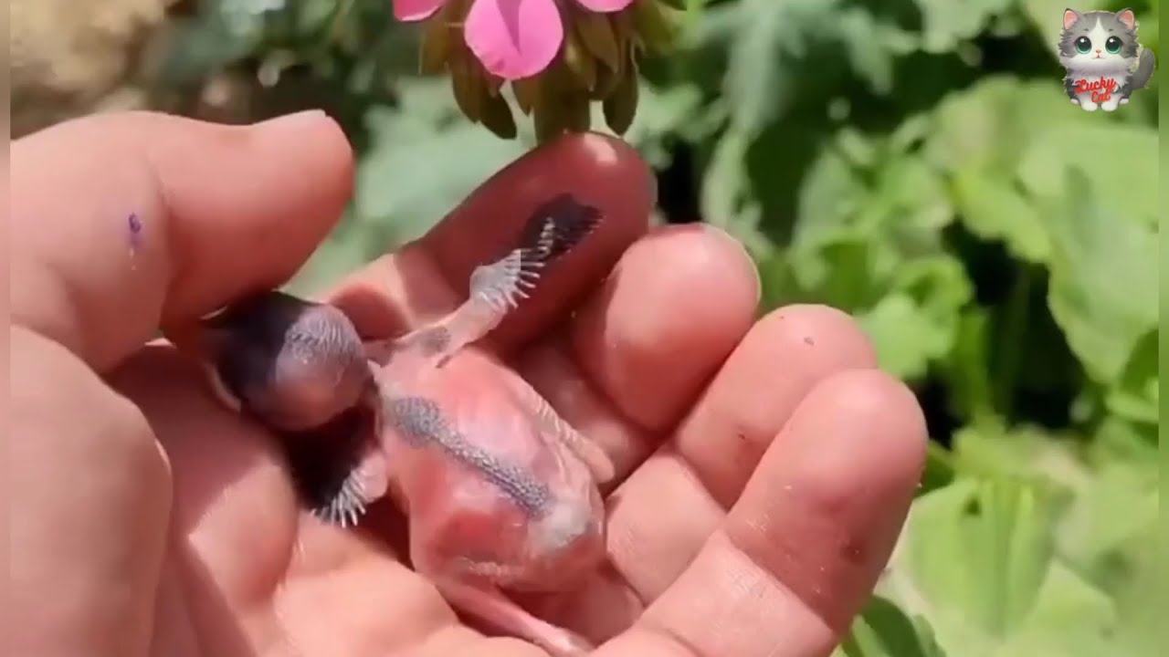 The Journey of a Fledgling: Helping a frail and hungry baby bird reach ...