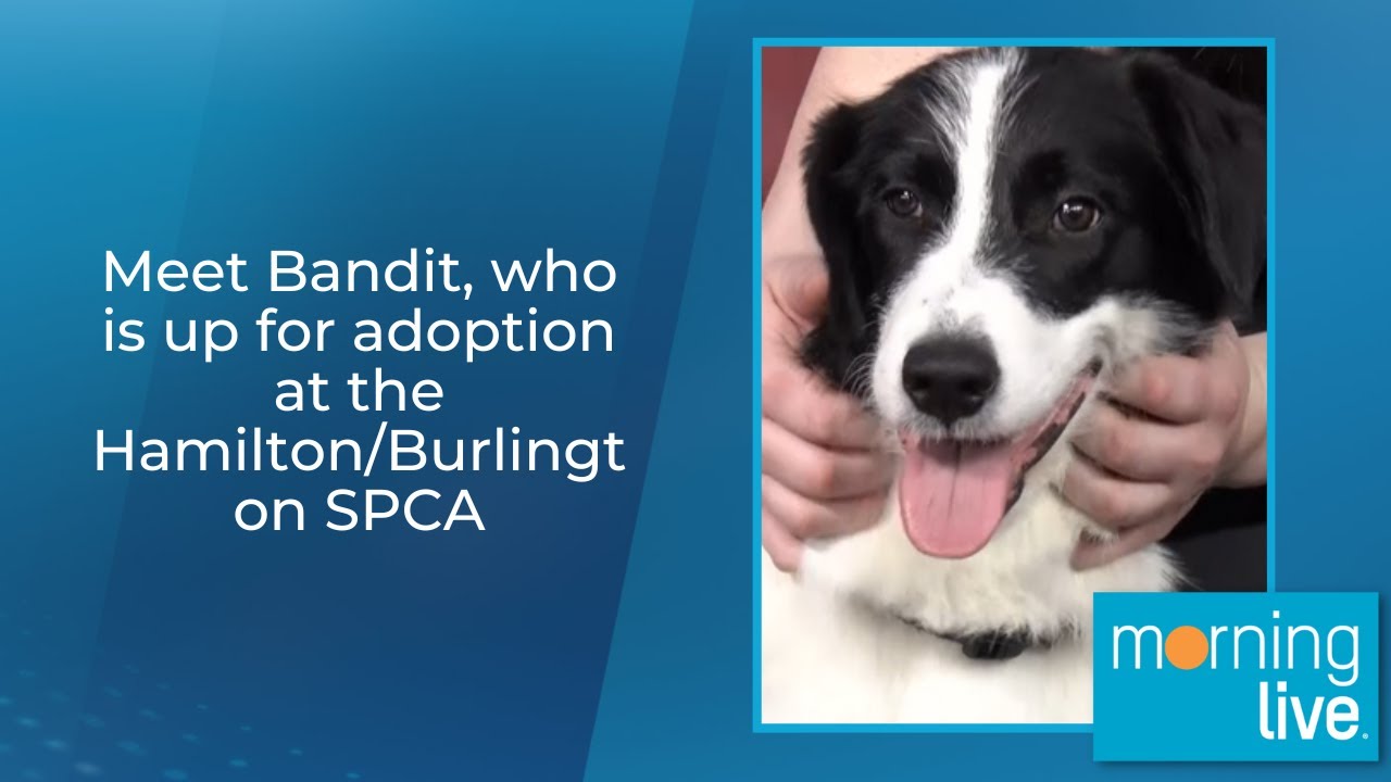 Meet Bandit, who is up for adoption at the Hamilton/Burlington SPCA ...