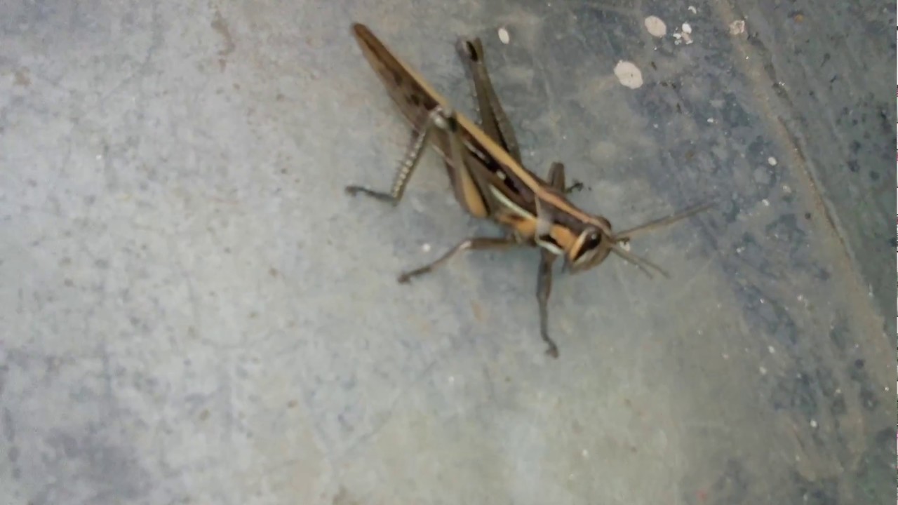 Grasshoppers are insects of the suborder Caelifera within the order ...