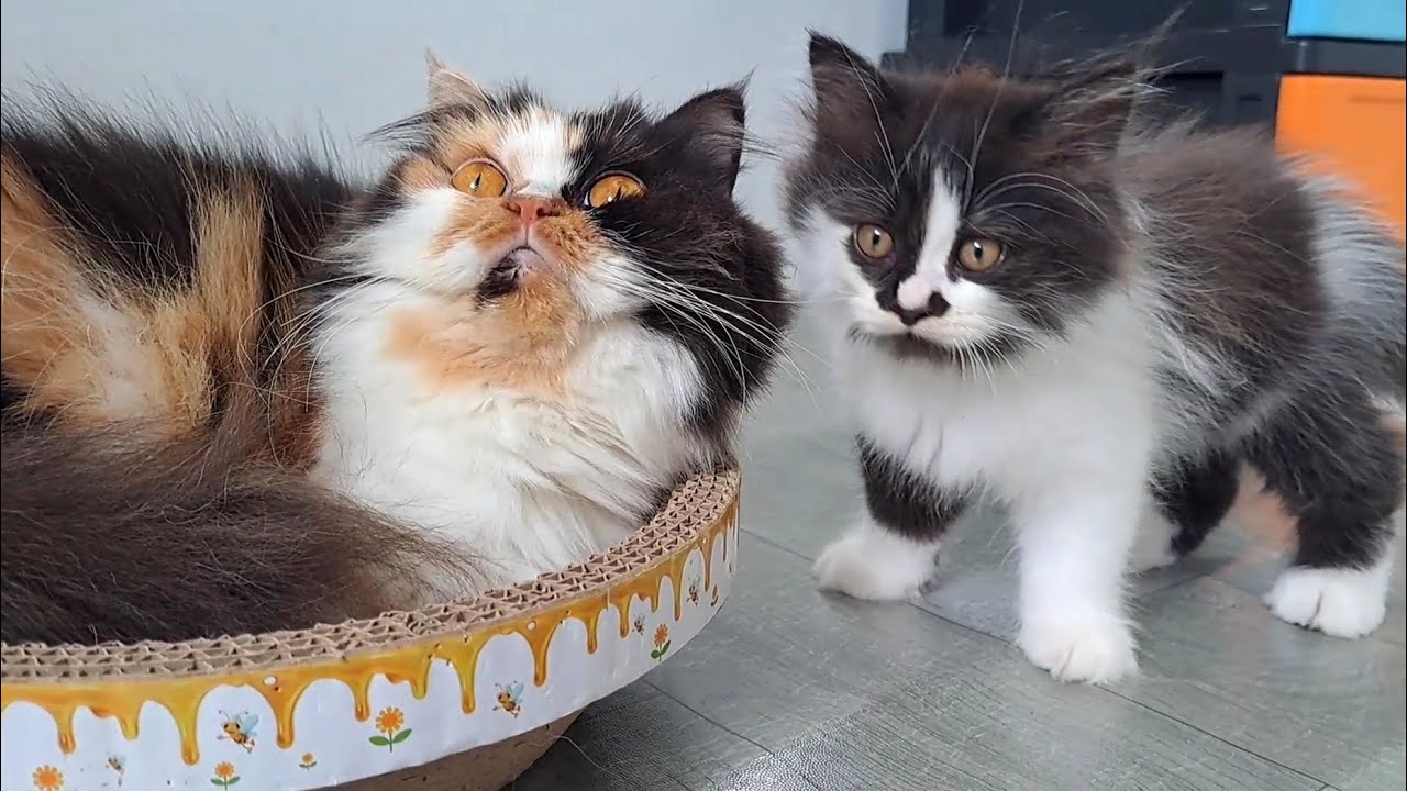 Kitten Gugu gently approached his mother cat and gave her a kiss | day ...