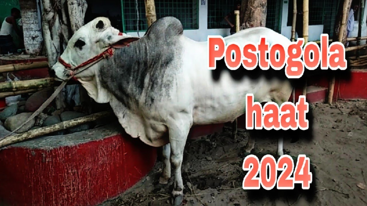 Postogola Shoshan Ghat haat| 1st truck unload| Qurbani 2024| PuranDhaka ...