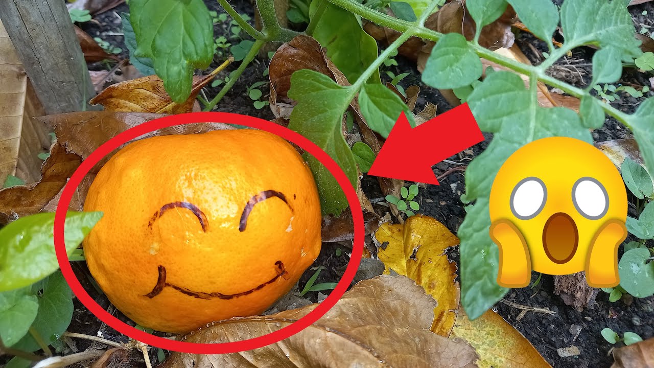 Mr Tangelo Gets High - YouTube