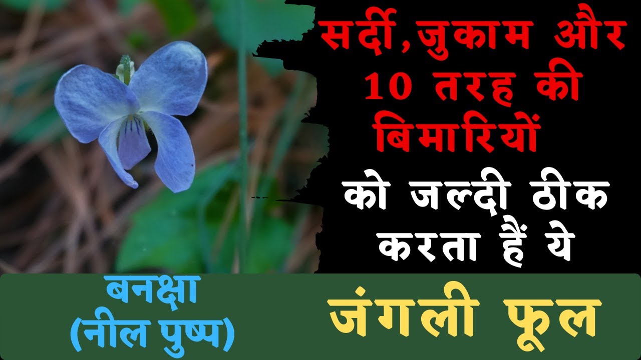 Cough and cold home remedies | Banafsha ke fayde | Banafsha plant ...