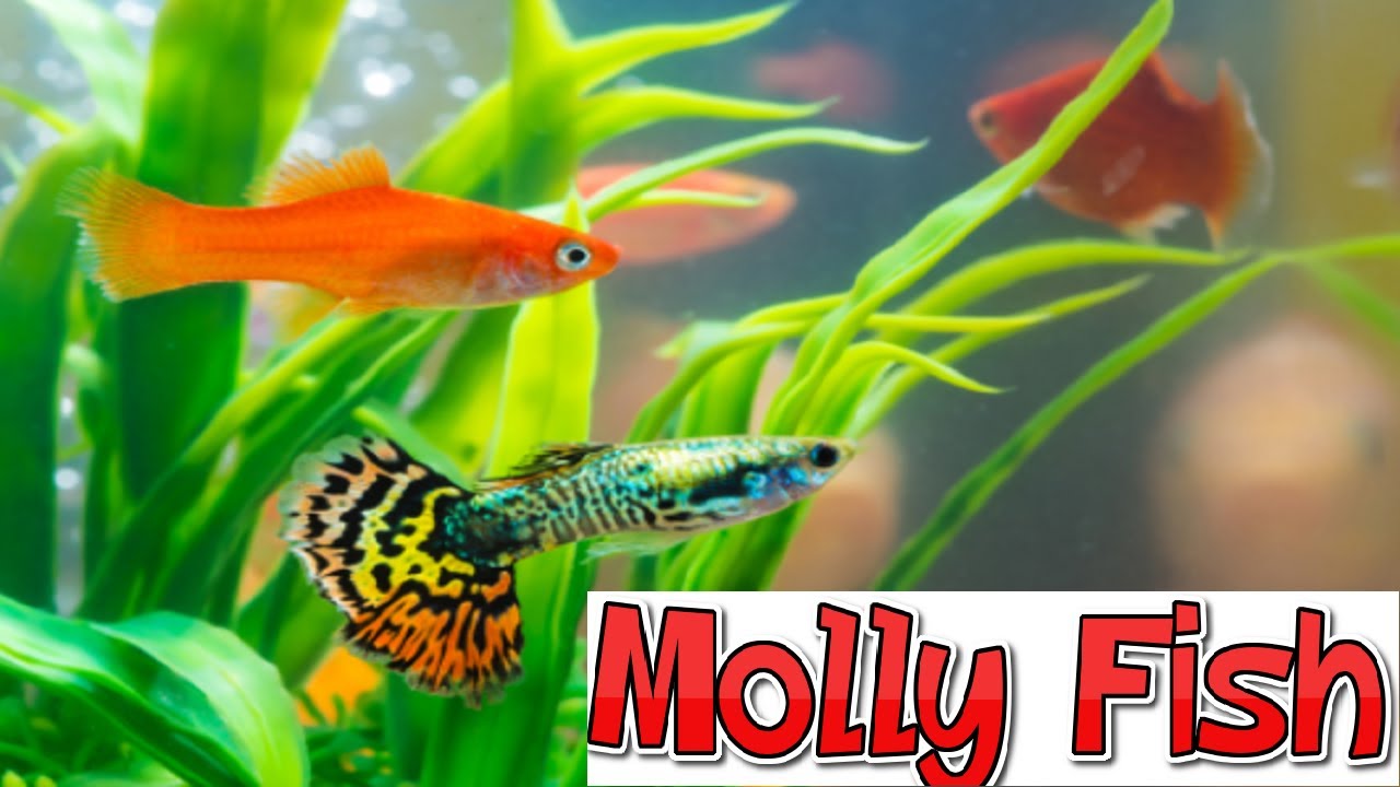 Best Amazing Aquarium Fish In The World. Fishing Village Life - YouTube