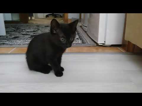 ABLAMA KIŞKIRTMA (YEMEDİ)