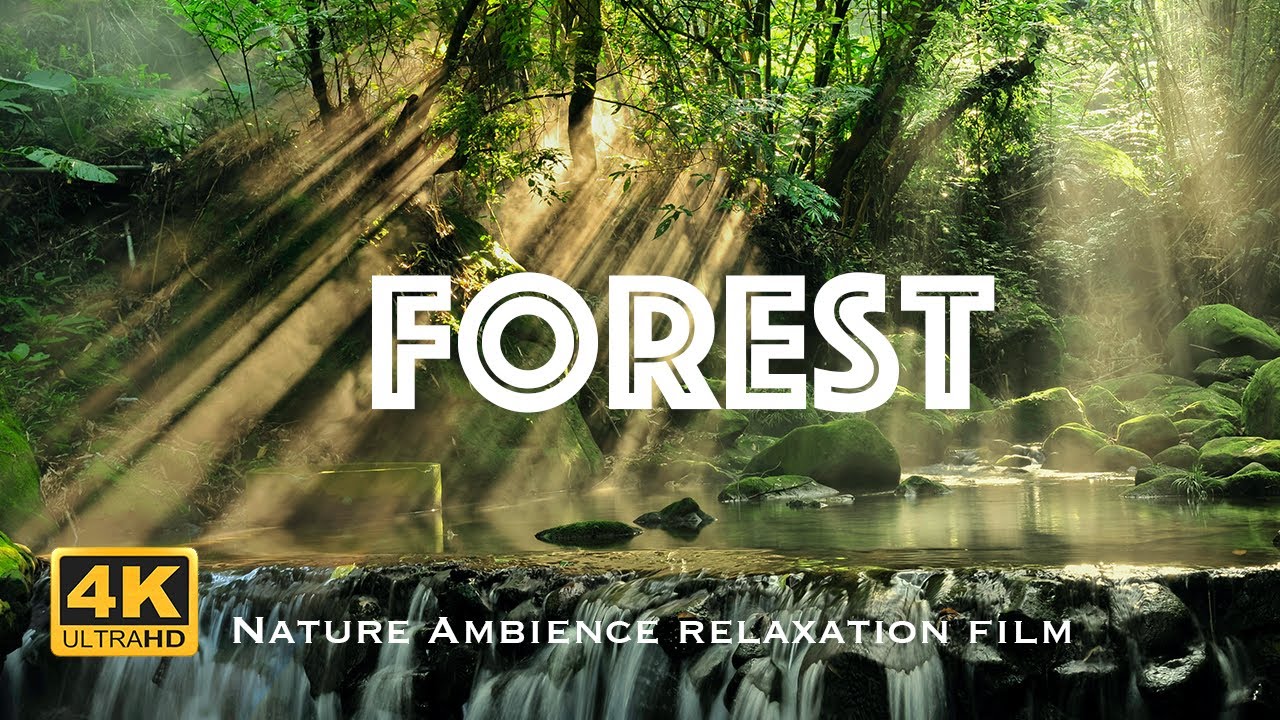 Forest 4K Nature Relaxation Film Nature ambience Relaxing Music Nature ...